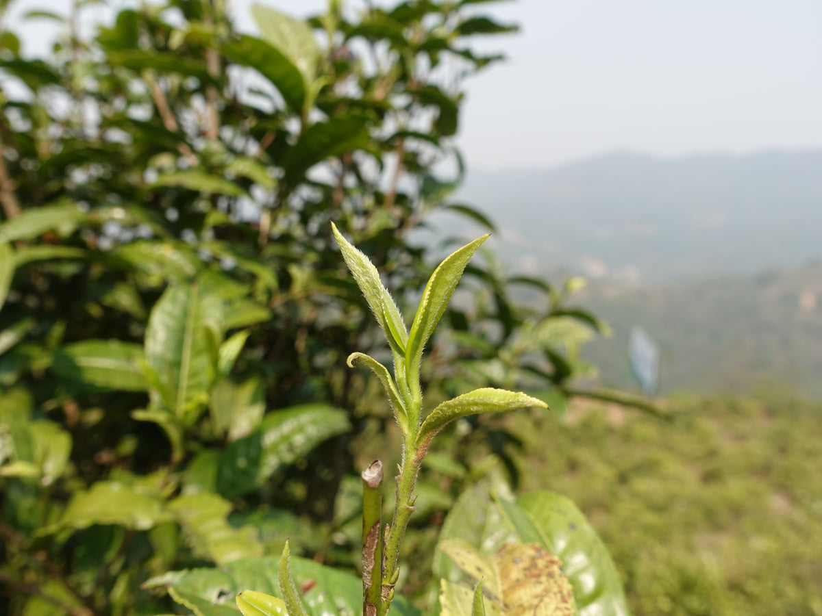 Spirit Tea | Sunstone Breakfast Tea | Our all-time favorite ...