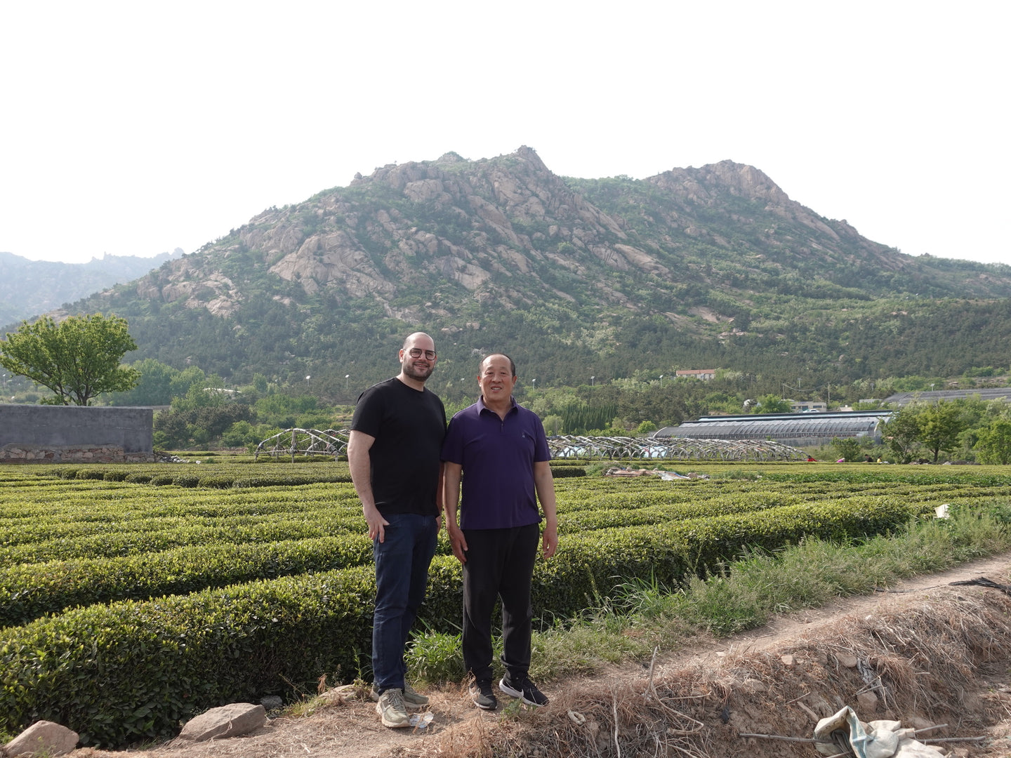 Spirit Tea | Spirit Tea - Cypress Curls