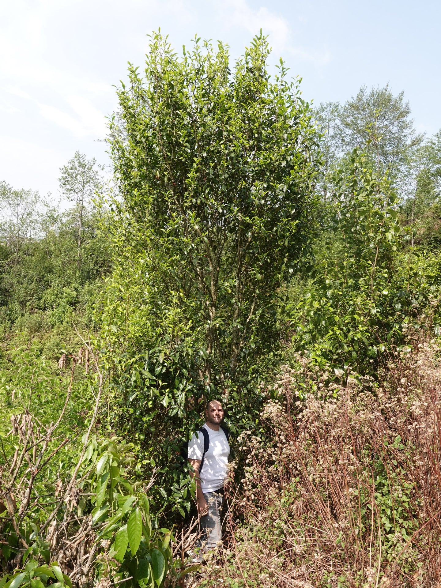 Spirit Tea | Crescent Green Tea | Directly sourced, made by centuries ...