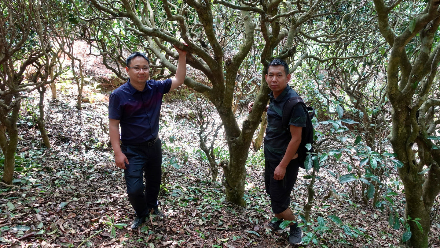 Spirit Tea | Sunstone Breakfast Tea | Our all-time favorite ...