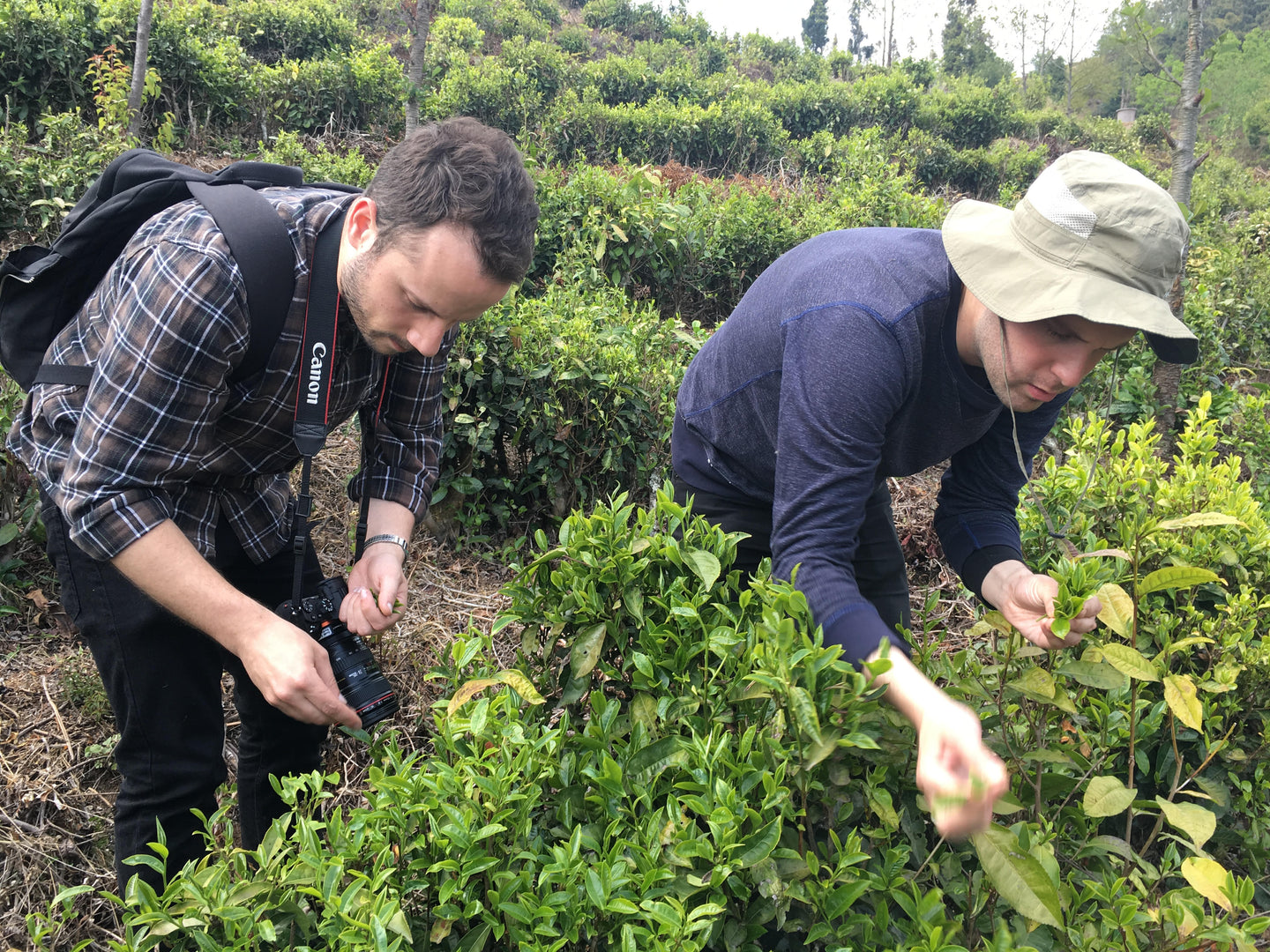 Spirit Tea | Crescent Green Tea | Directly sourced, made by centuries ...